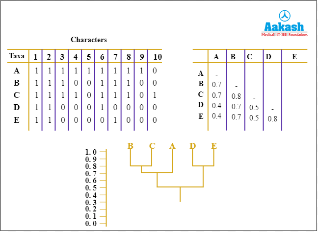 Phylogenetic and Phenetic System of Classification | AESL Phylogenetic and Phenetic System of Classification | AESL